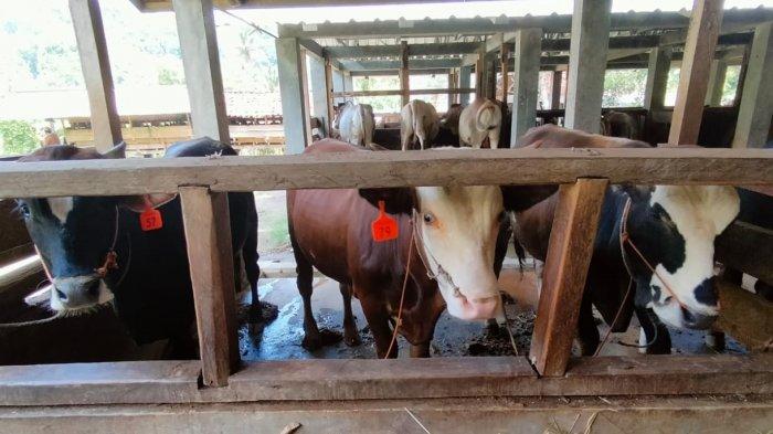 Pembelian Hewan Qurban Menurun Saat Pandemi, Peternak Ini Jual Kebo ...