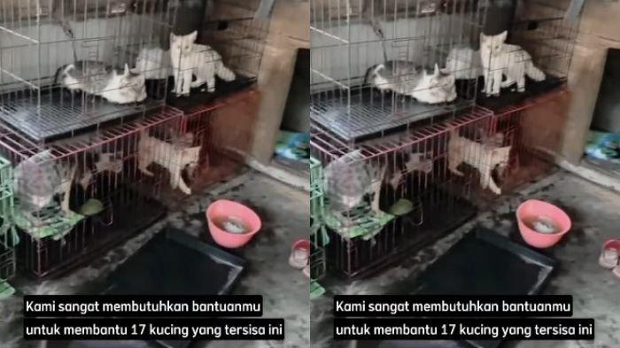 Viral Video Penimbunan Kucing di Warung Magelang, Pemilik Biarkan ...
