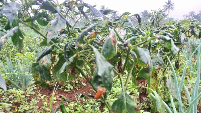 Petani di Sukabumi Resah, Hama Patek Serang Tanaman Cabai hingga Terancam Gagal Panen ...