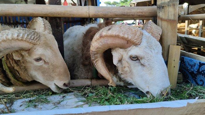 Daftar Harga Domba dan Kambing Kurban 2025 untuk Idul Adha 1446 H, Mulai dari Rp 1,4 Jutaan ...