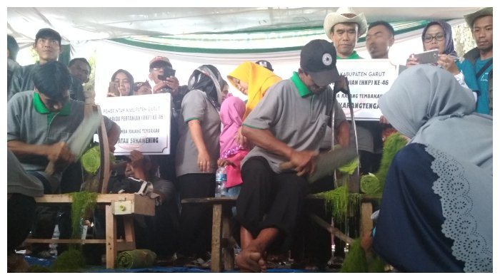 Begini Proses Merajang Tembakau di Garut, Butuh Waktu 15 Hari Sebelum ...