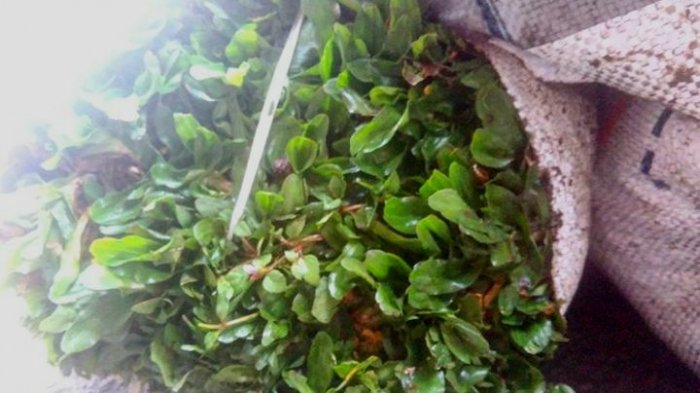 Ini 5 Cara Menanam Rumput Gajah Mini di Taman Rumah Anda - Tribunjabar.id