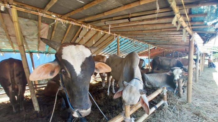 Daftar Harga Sapi dan Domba Kurban di Gede Bage Bandung, Ada Sapi ...