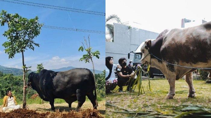 Penampakan Sapi Kurban Raffi Ahmad hingga Irfan Hakim dan Atta Halilintar, Ada yang Lebih dari 1 ...