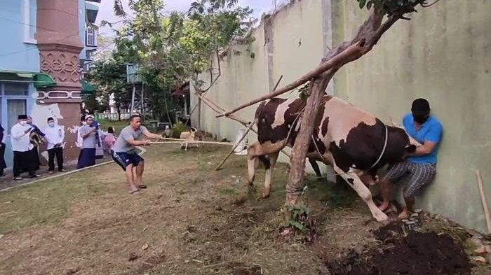Mau Sembelih Sapi Kurban? Ini 4 Hal yang Perlu Diperhatikan, Termasuk ...