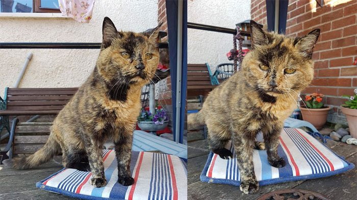 Ditemukan Tinggal Kulit dan Tulang, Tak Disangka Kucing Ini Calon ...