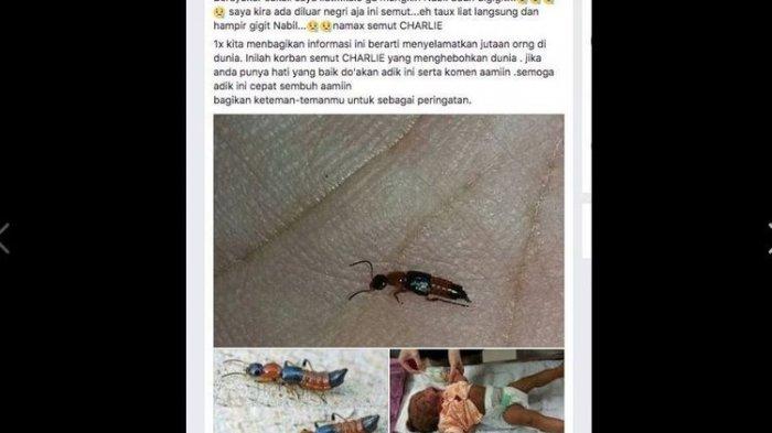 Viral Semut Charlie di Media Sosial, Apa Bedanya dengan Tomcat ...