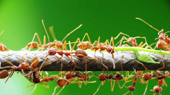 Wow, Inilah 12 Fakta Mengejutkan Tentang Semut - Tribunjabar.id