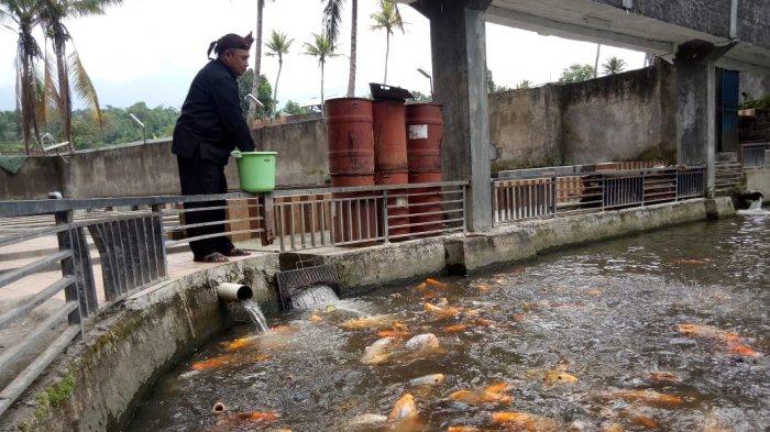 Sentra Ikan di Garut Mulai Bergeliat, Kembalikan Kejayaan Ikan Air ...
