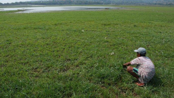 Volume Air Terus Menyusut, Setu Patok di Cirebon Kini Jadi Padang ...