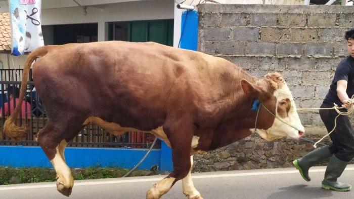 Daftar Harga Sapi dan Kambing serta Domba Jelang Idul Adha 2022, Sapi Limosin Dewasa Rp 22 Juta ...