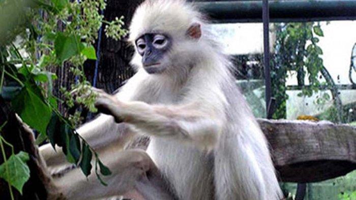 APA ITU SIMPAI, Primata yang Bikin Heboh Karena Ada Sekelompok Pemuda ...