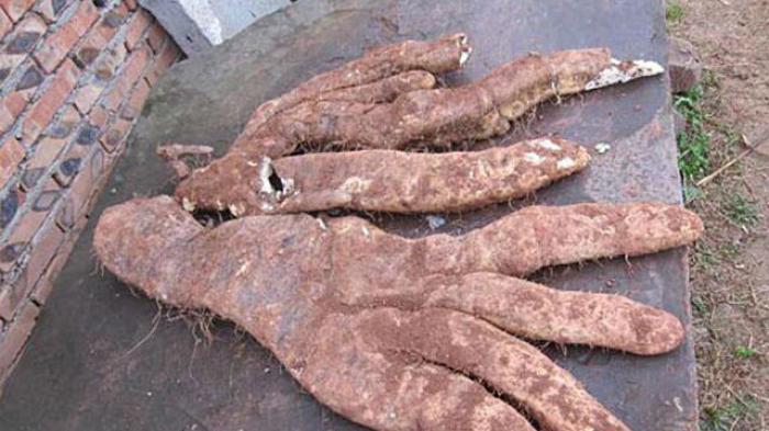 Wow, Singkong Ini Membentuk Tangan Raksasa - Tribunjabar.id