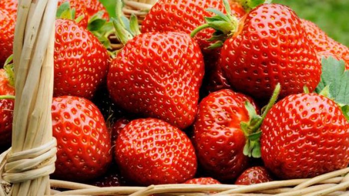 Produksi Stroberi Di Kabupaten Bandung Menurun, Padahal Ini Sederet ...
