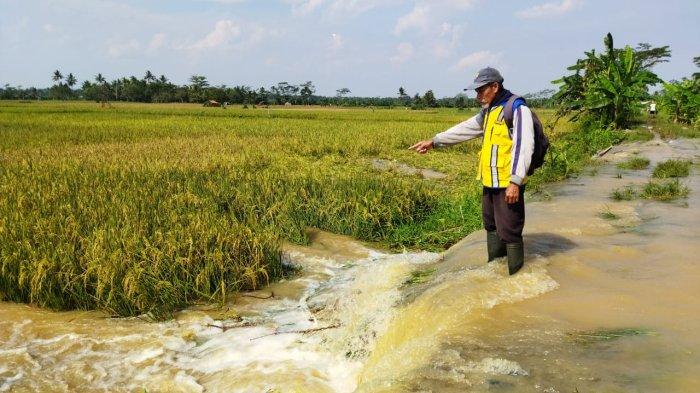 Petani di Pangandaran Buru-buru Panen Padi Gara-gara Sungai Citanduy Meluap - Tribunjabar.id
