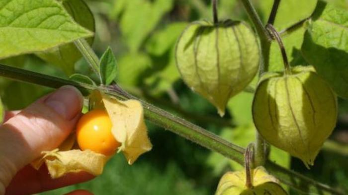 Manfaat Buah Cecenet atau Ciplukan Menakjubkan, Bisa Obati Diabetes ...