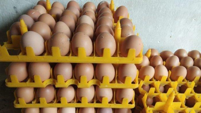 Apa Itu Telur Fertil? Perbedaan dengan Telur yang Biasa Dikonsumsi dan ...