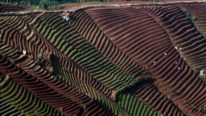 Wisata Terasering Panyaweuyan Majalengka Trending Topik, Banyak ...