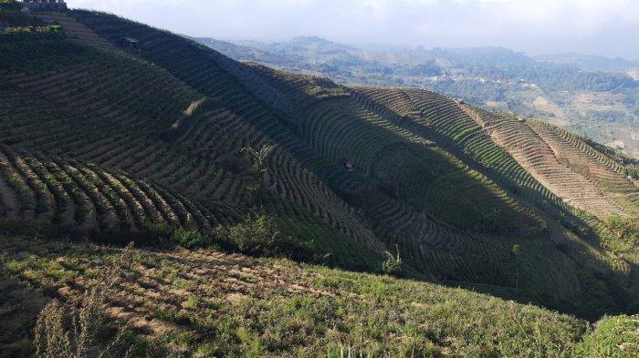 Ingin Berwisata ke Terasering Panyaweuyan? Kenali Dulu Waktu Terbaik ...