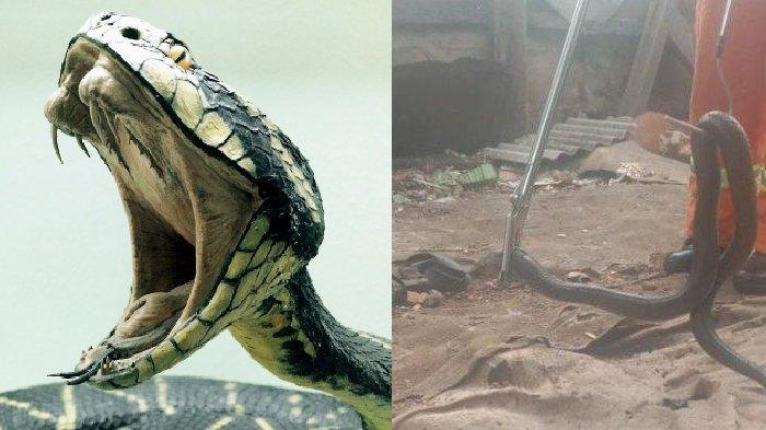 Cerita Tiga Orang kena Semburan Bisa Ular Kobra di Bagian Mata ...