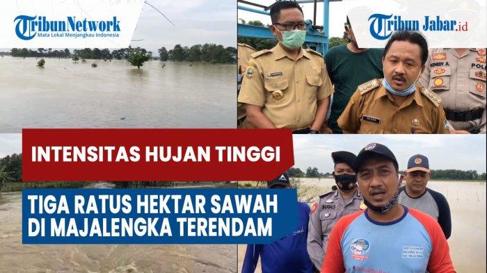 VIDEO Intensitas Hujan Tinggi, Tiga Ratus Hektar Sawah di Majalengka Terendam Luapan Sungai ...