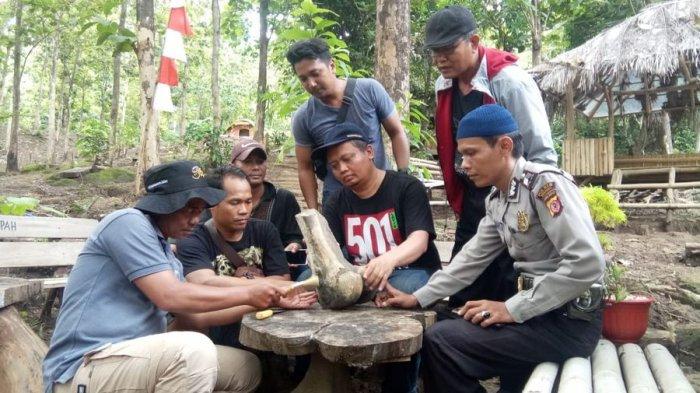 Fosil Gajah Purba yang Ditemukan di Goa Kharomah Ciwado Diperkirakan ...