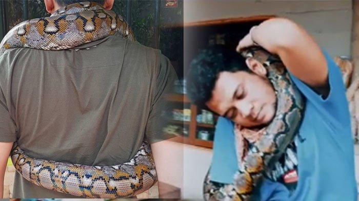 Panji Petualang Bagikan Tips Melepas Lilitan Ular Piton, Begini Caranya ...