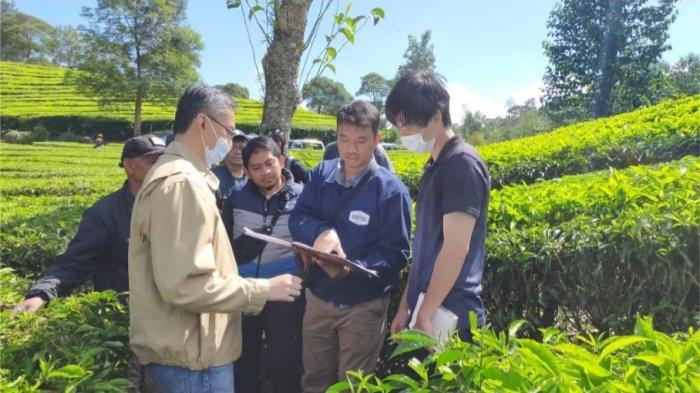 PTPN VIII Dorong Peningkatan Penjualan Teh Melalui Ekspor Ke Jepang ...