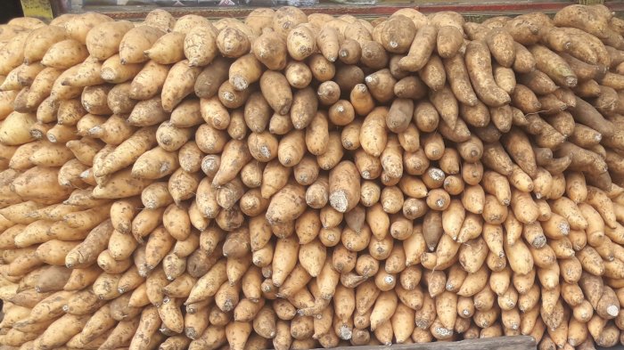 Menyantap Lembut dan Manisnya Ubi Cilembu Kudapan Asli Khas Desa ...