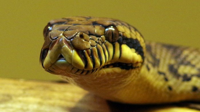 Daftar 13 Jenis Ular Piton di Indonesia yang Perlu Anda Ketahui ...