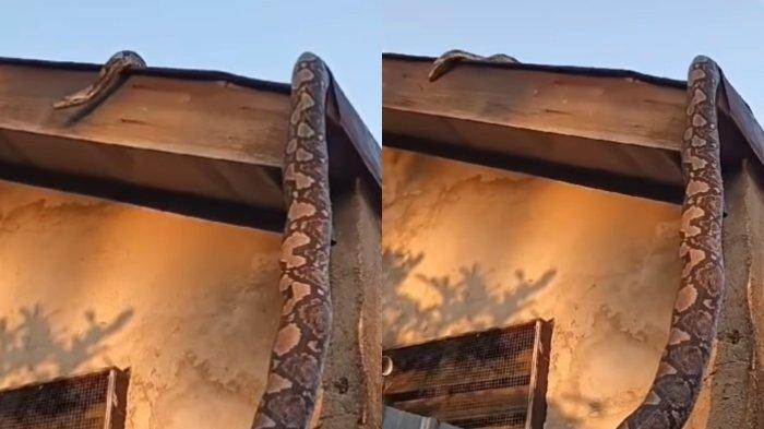 Viral Penampakan Ular Piton Lingkari Atap Rumah Warga di Banjarmasin ...