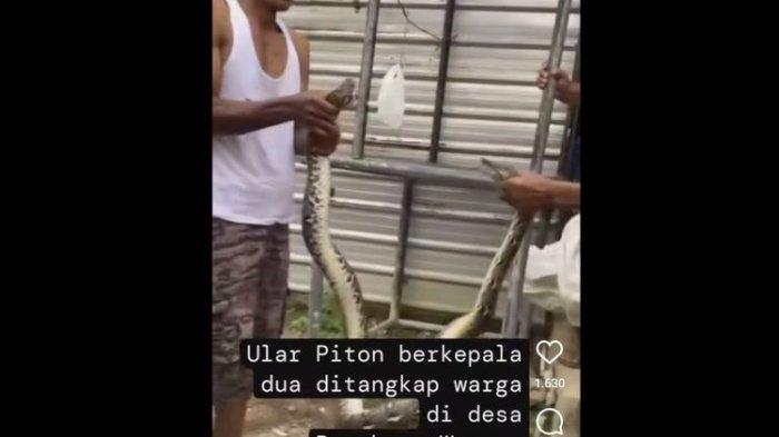 Viral Video Ular Piton Berkepala Dua Ditangkap Warga di Banyumas, Ini ... Viral Video Ular Piton Berkepala Dua Ditangkap Warga di Banyumas, Ini ...