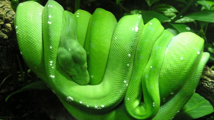 Ular Piton Ternyata Ada Beberapa Jenis, Apa Saja dan Bagaimana Ciri ...