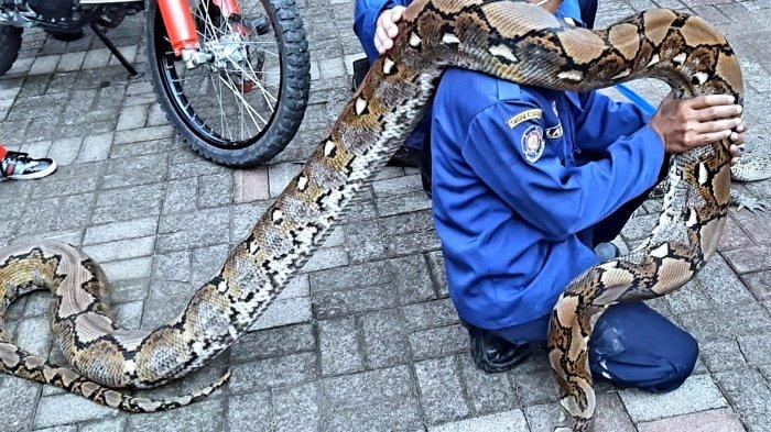 Ini Dia Ular Pyton Raksasa Hasil Evakuasi Tm Rescue DPKPB Purwakarta ...