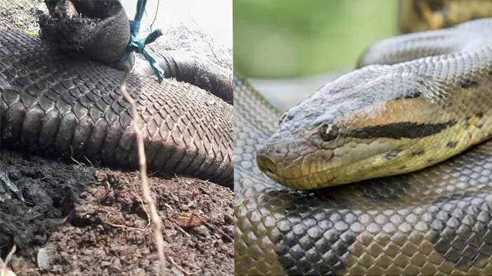 Ini Ular Piton Raja, Anacondanya Indonesia, Misterius di Kalimantan ...
