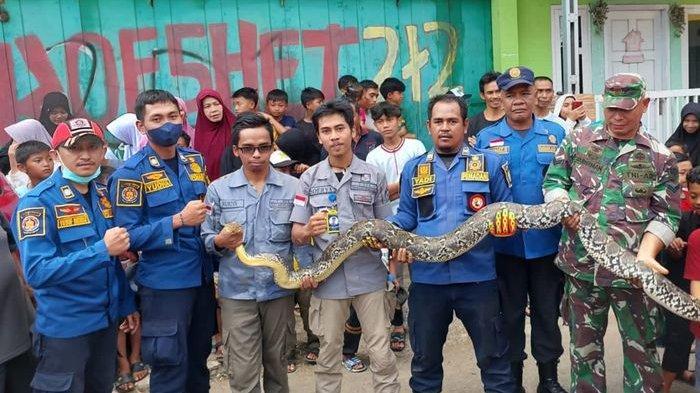 Ular Sanca Kembang 3,5 Meter Dievakuasi dari Sumur Warga di Cisaat ...