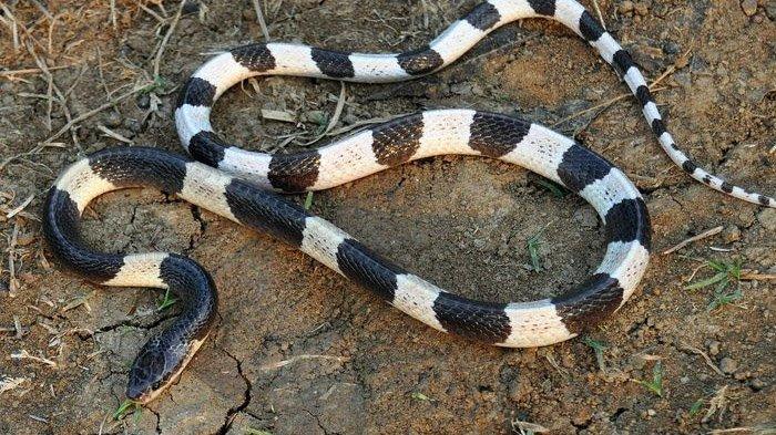 Jenis Racun Ular Berbisa, Termasuk Ular Weling dan King Kobra, Begini ...