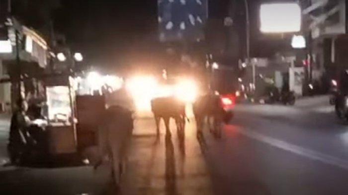 VIRAL Video Gerombolan Sapi Berkeliaran di Jalan Siliwangi Sukabumi ...