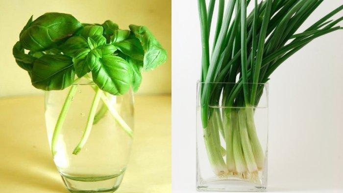 Sederet Bunga dan Sayuran yang Bisa Tumbuh Hanya dengan Media Segelas ...