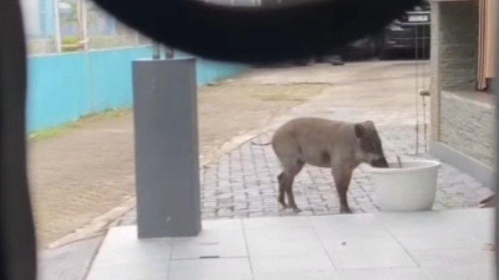 Babi Hutan di Pejaten Jaksel Berhasil Ditangkap, Begini Nasibnya ...