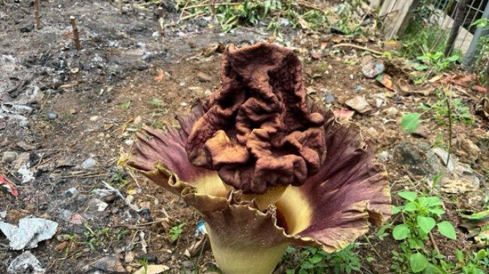 Bunga Suweg Tumbuh di Taman Merdeka Depok dan Jadi Tontonan Warga ...