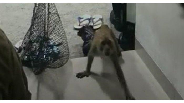 Cerita Monyet Lepas di Ragunan, Ngamuk di Angkringan hingga Gigit Warga ...
