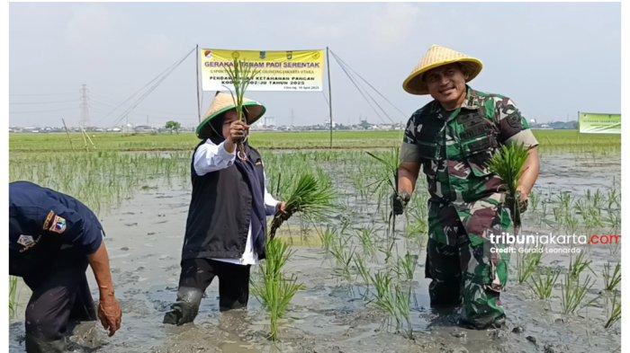 Dukung Ketahanan Pangan Nasional, Dandim Jakut Pimpin Gerakan Tanam Padi Serentak di Sawah ...