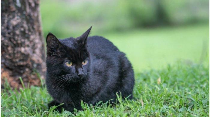 Asal Usul Mitos Kucing Hitam Pembawa Sial, Berkaitan dengan Okultisme ...