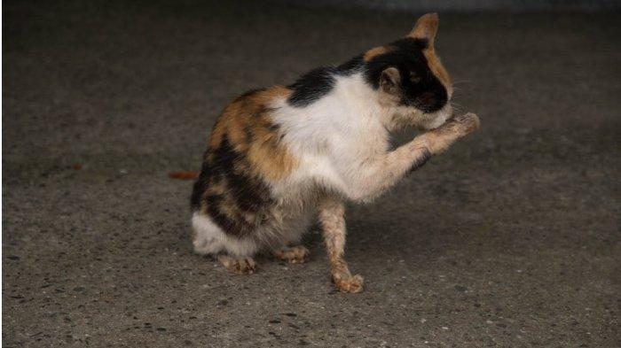 Bisa Jadi Pertanda Sakit, Ketahui 6 Penyebab Kucing Mengeluarkan Banyak ...