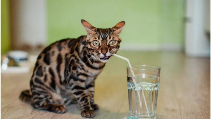 Daftar Minuman yang Berbahaya Jika Dikonsumsi Kucing, Nomor 4 Paling ...