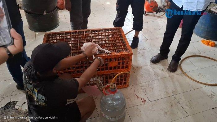 Kejar Untung Besar, Pedagang di Pasar Kebayoran Lama Jual Ayam ... Kejar Untung Besar, Pedagang di Pasar Kebayoran Lama Jual Ayam ...
