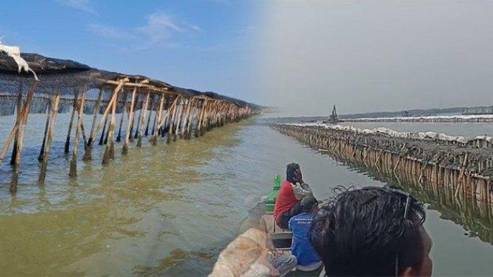 Kesamaan Pagar Laut di Tangerang dan Bekasi, Waktu Pembuatan hingga Material Bambu ...
