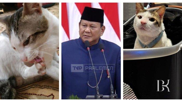 4 Fakta Bobby Kucing Kesayangan Prabowo: Berawal dari Kucing Kampung ...