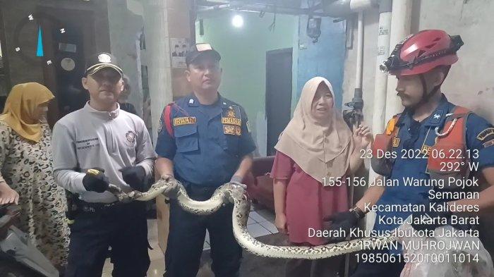Suara Gedebuk Buat Warga Kalideres Panik Saat Mau Mandi, Ternyata Ada Ular Sanca Jatuh dari Atap ...